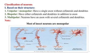 Nervous system in insects | PPTX | Brain and Nervous System Disorders ...