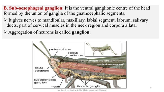 Nervous system in insects | PPTX | Brain and Nervous System Disorders ...