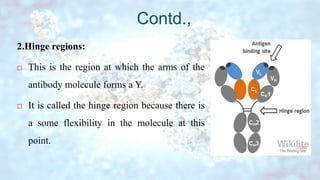 IMMUNOGLOBULINS | PPT