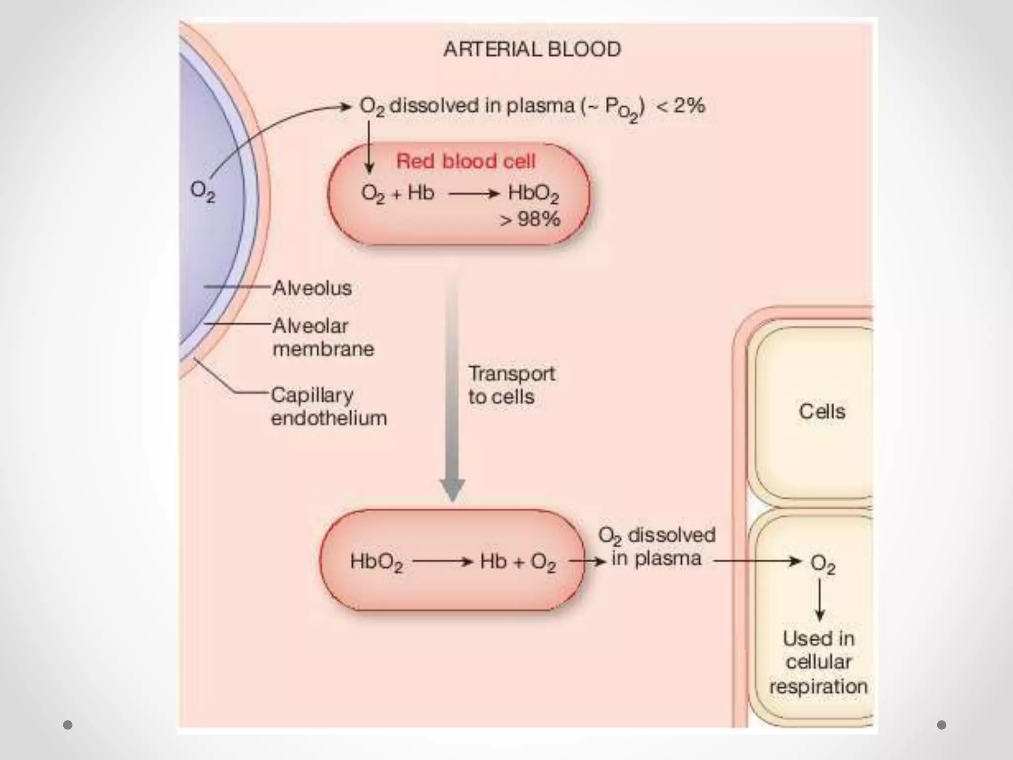 Transport of oxygen and carbon dioxide in blood | PPTX