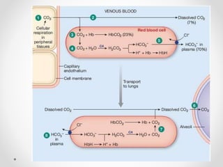 Transport of oxygen and carbon dioxide in blood | PPTX