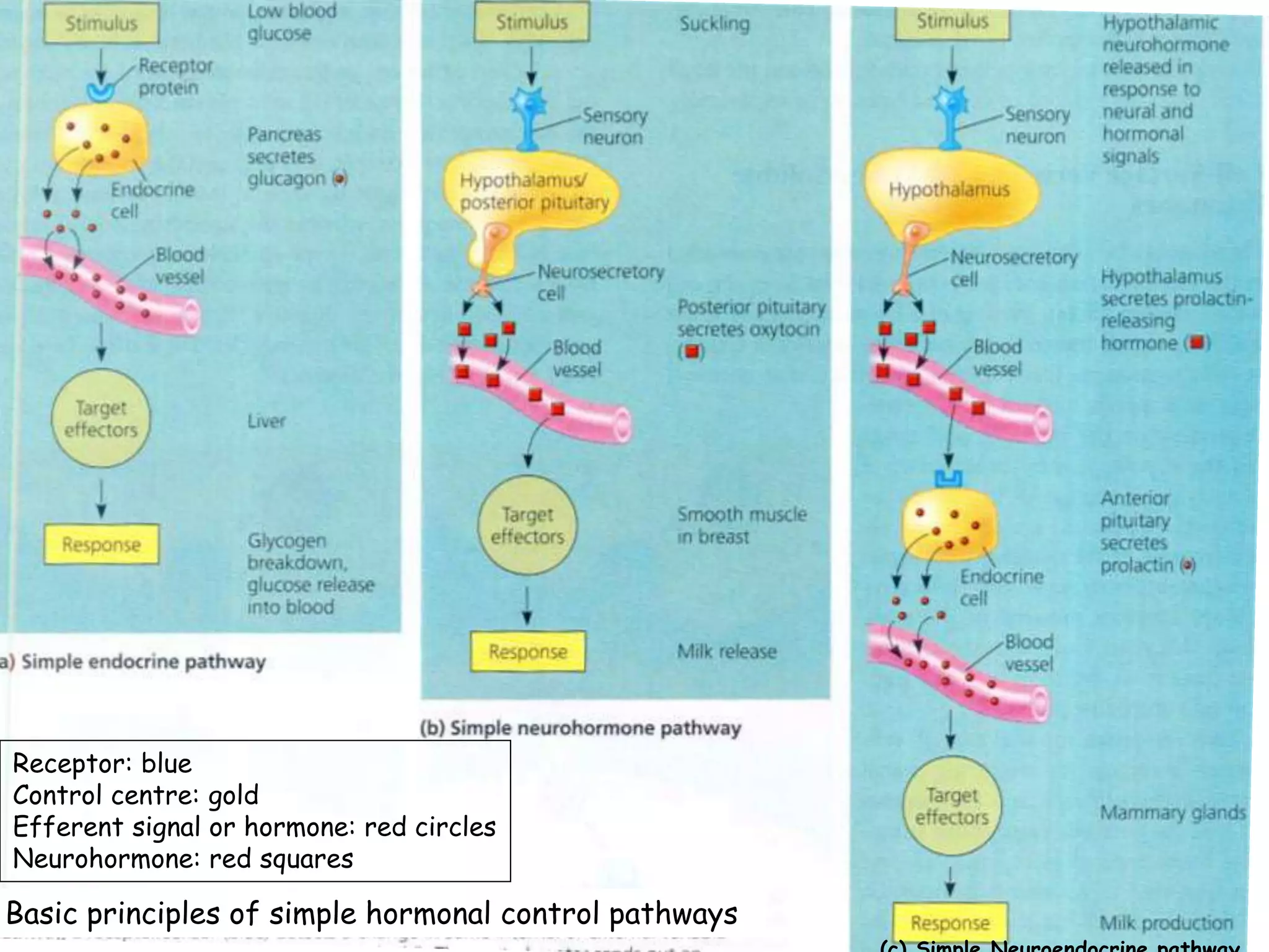 7. endocrinology and reproduction | PPT