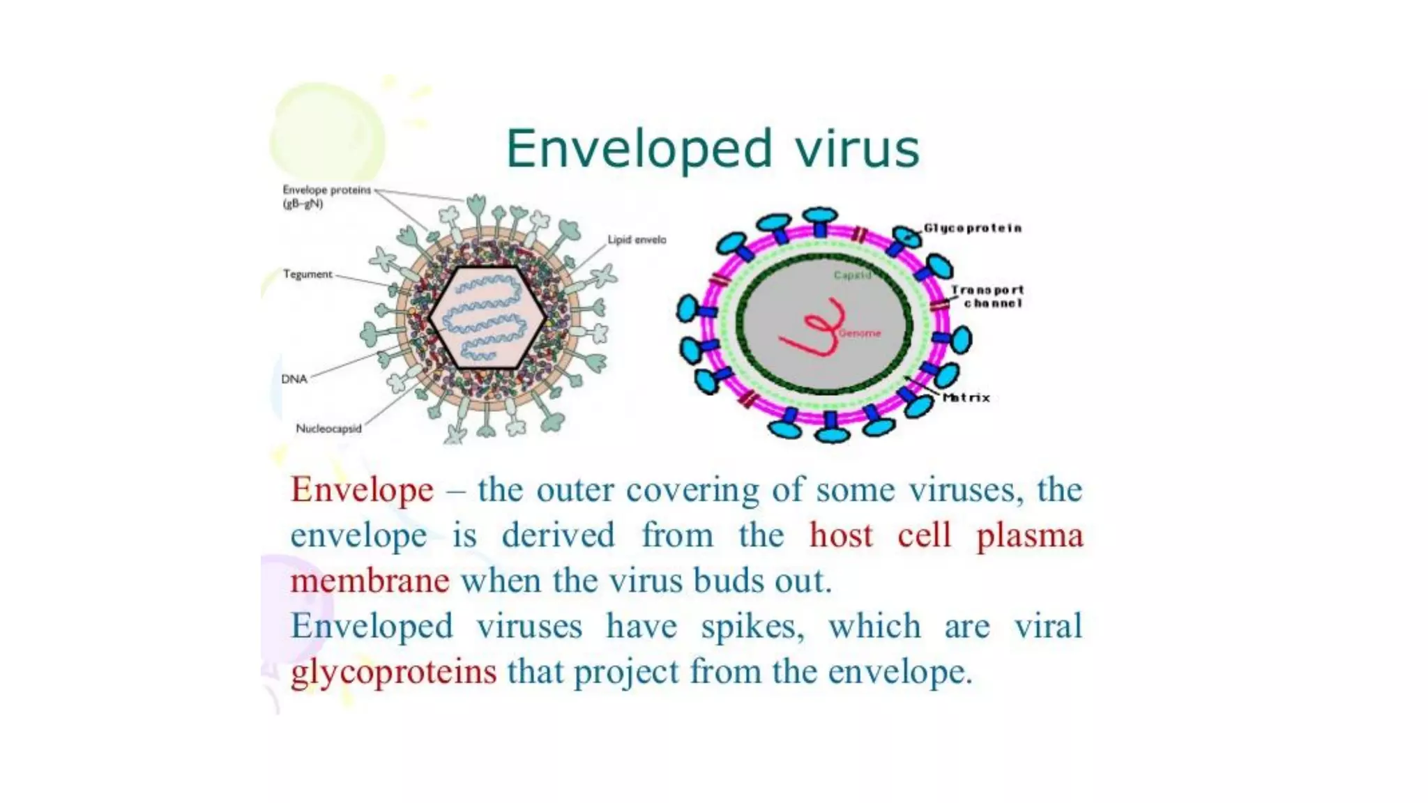 Structure and morphology of plant viruses | PDF
