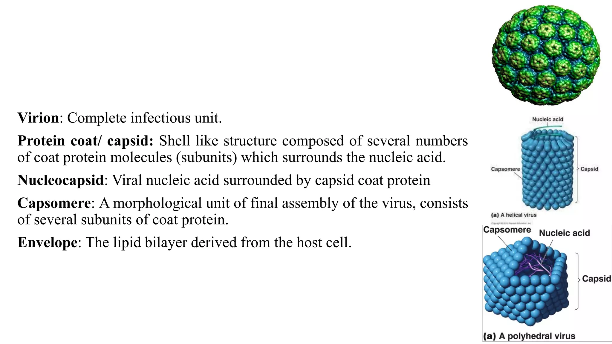 Structure and morphology of plant viruses | PDF