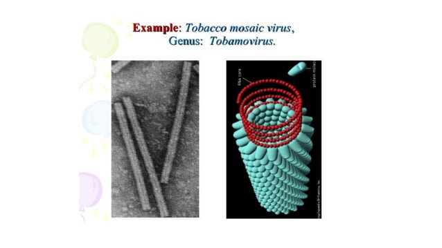 Structure and morphology of plant viruses | PDF | Biological Sciences ...