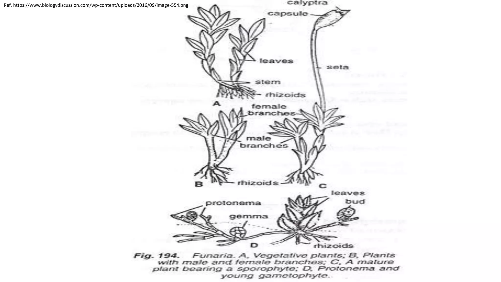 7. Funaria : External morphology and internal structure of axis | PPTX