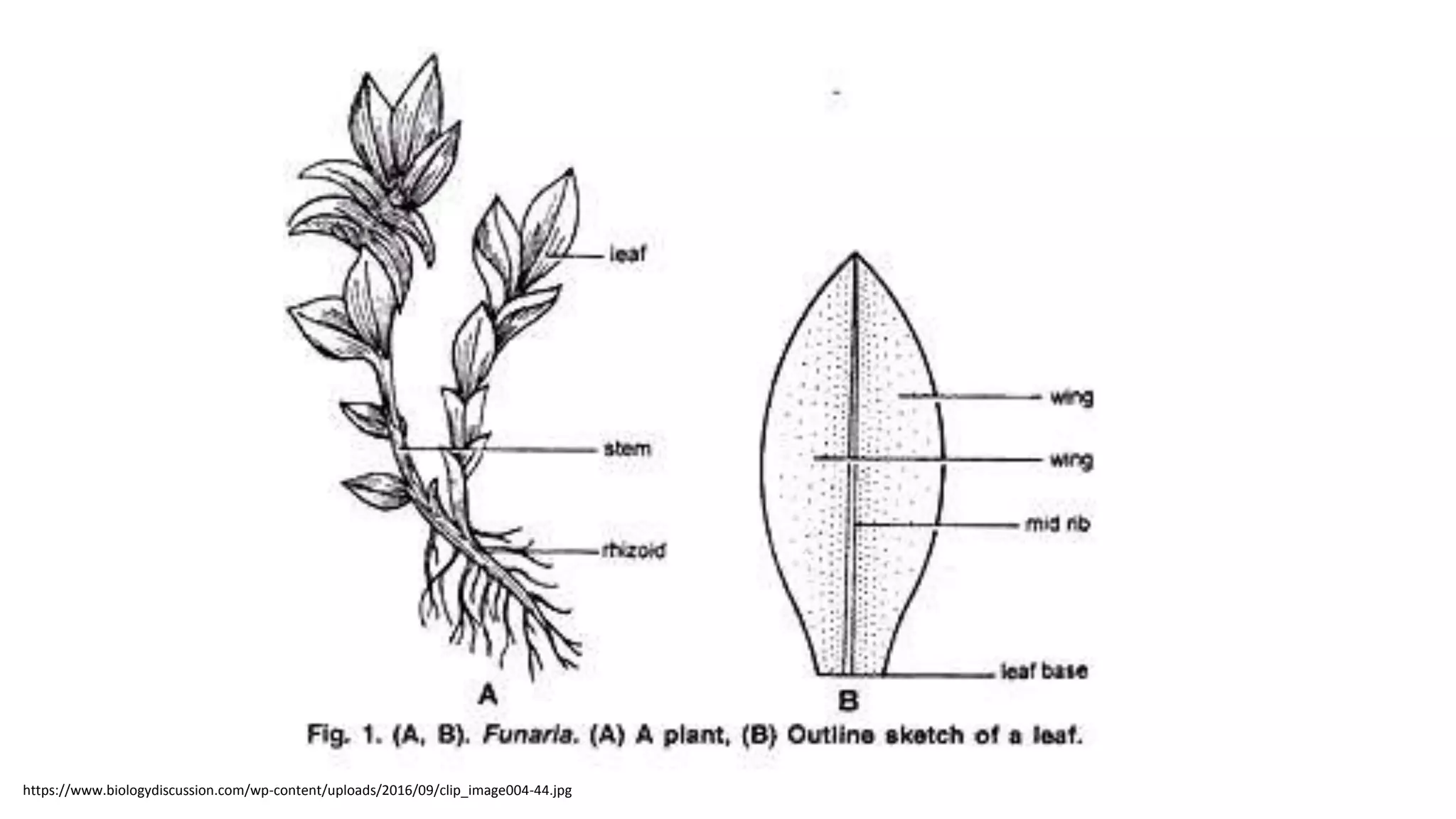 7. Funaria : External morphology and internal structure of axis | PPT