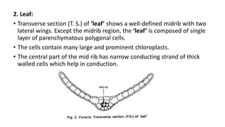 7. Funaria : External morphology and internal structure of axis | PPTX