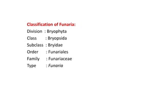 7. Funaria : External morphology and internal structure of axis | PPTX