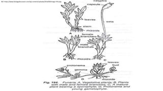 7. Funaria : External morphology and internal structure of axis | PPTX