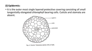 7. Funaria : External morphology and internal structure of axis | PPTX