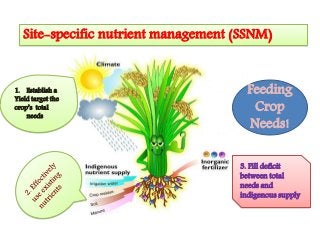 Site specific nutrient management (SSNM) system | PDF