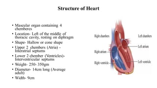 7. cardiovascular system | PDF