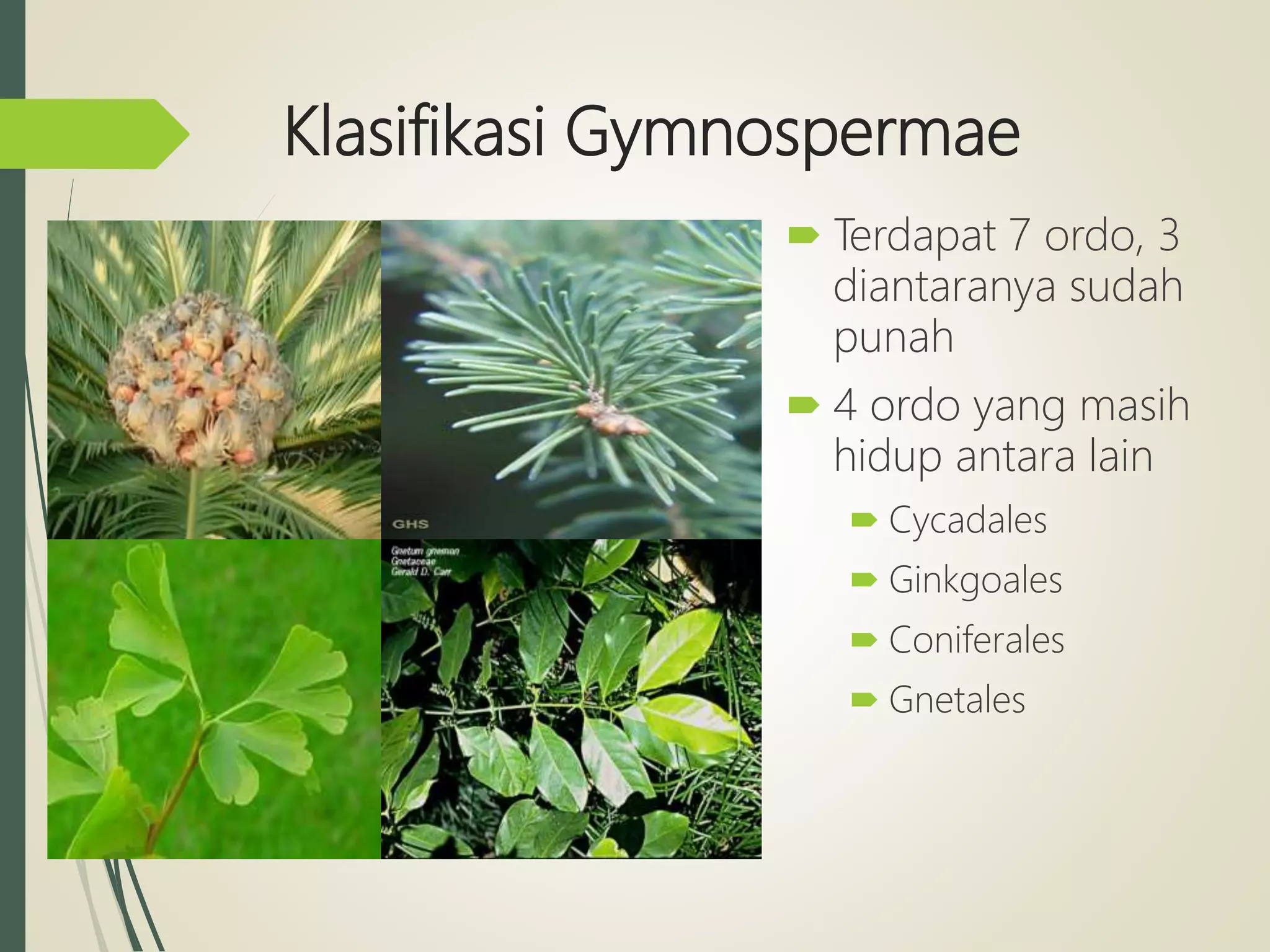 Spermatophyta: Ciri dan Klasifikasi | PPTX