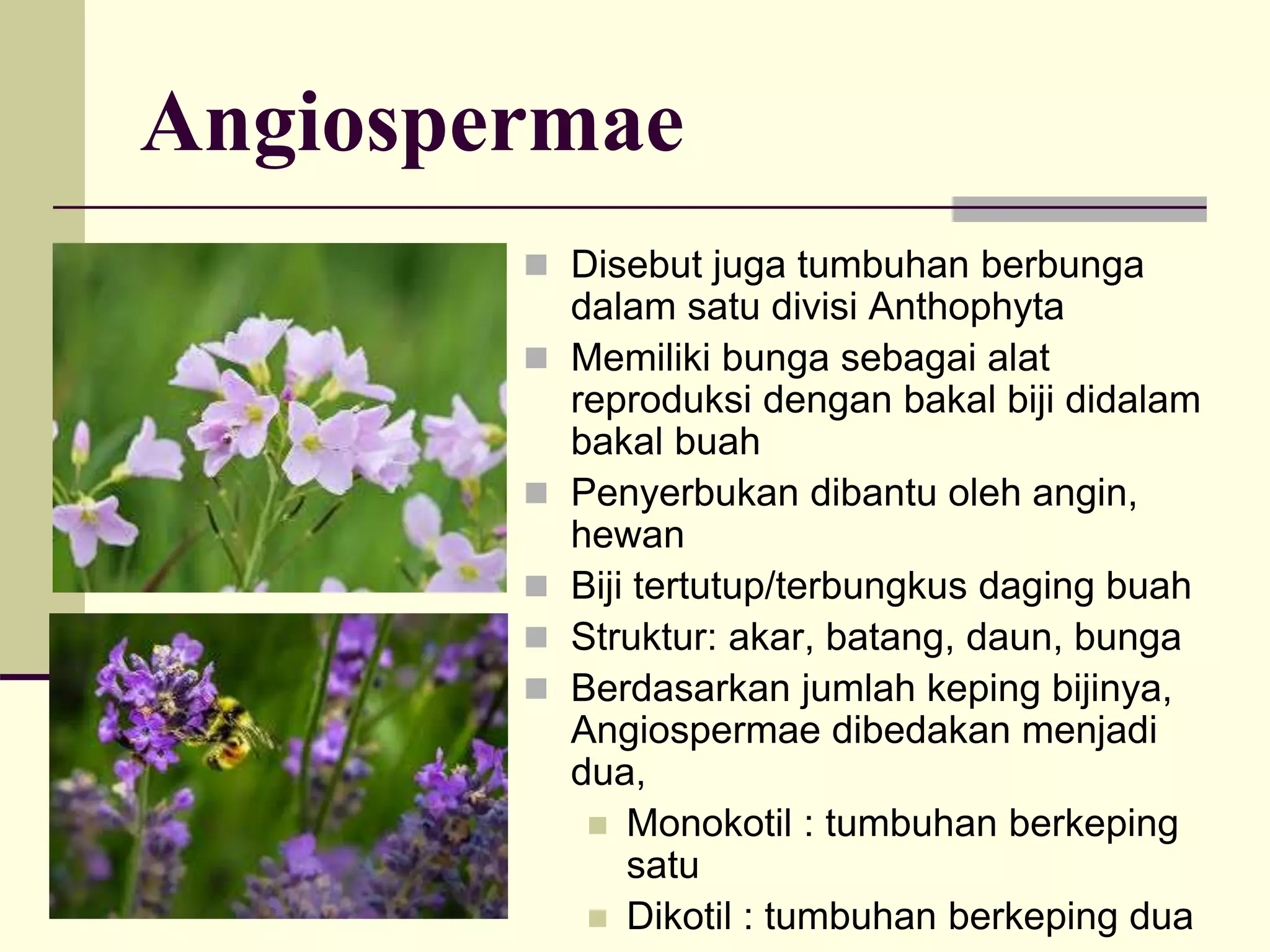 Spermatophyta: Ciri dan Klasifikasi | PPTX