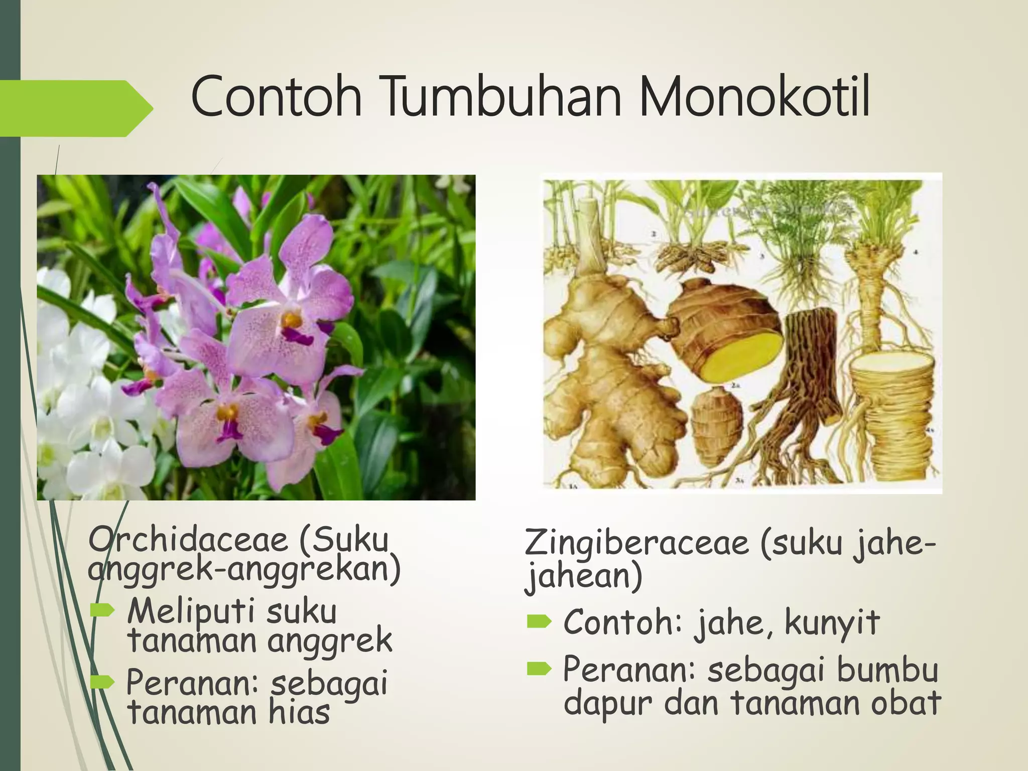 Spermatophyta: Ciri dan Klasifikasi | PPTX