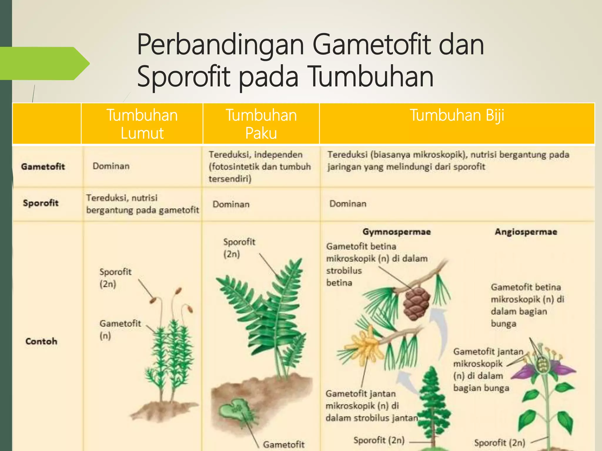 Spermatophyta: Ciri dan Klasifikasi | PPTX