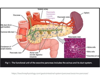 7. the pancreas | PDF