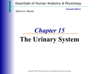 the urinary system | PPT