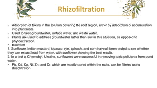Phytoremediation | PPTX