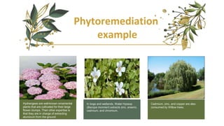 Phytoremediation | PPTX