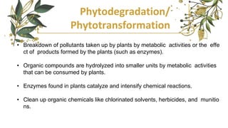 Phytoremediation | PPTX