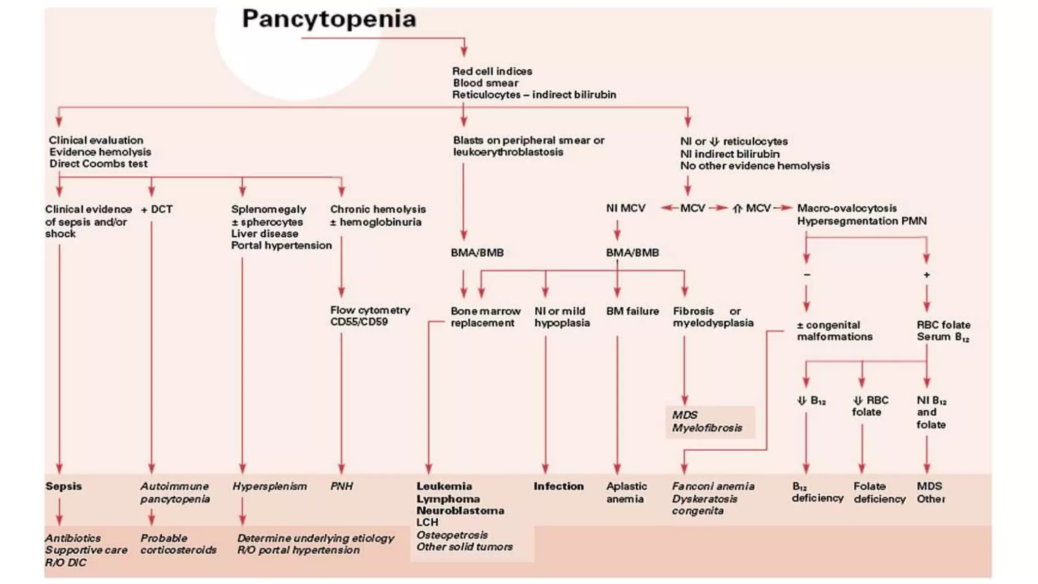 Approach to pancytopenia.pptx | Blood Disorders | Diseases and Conditions