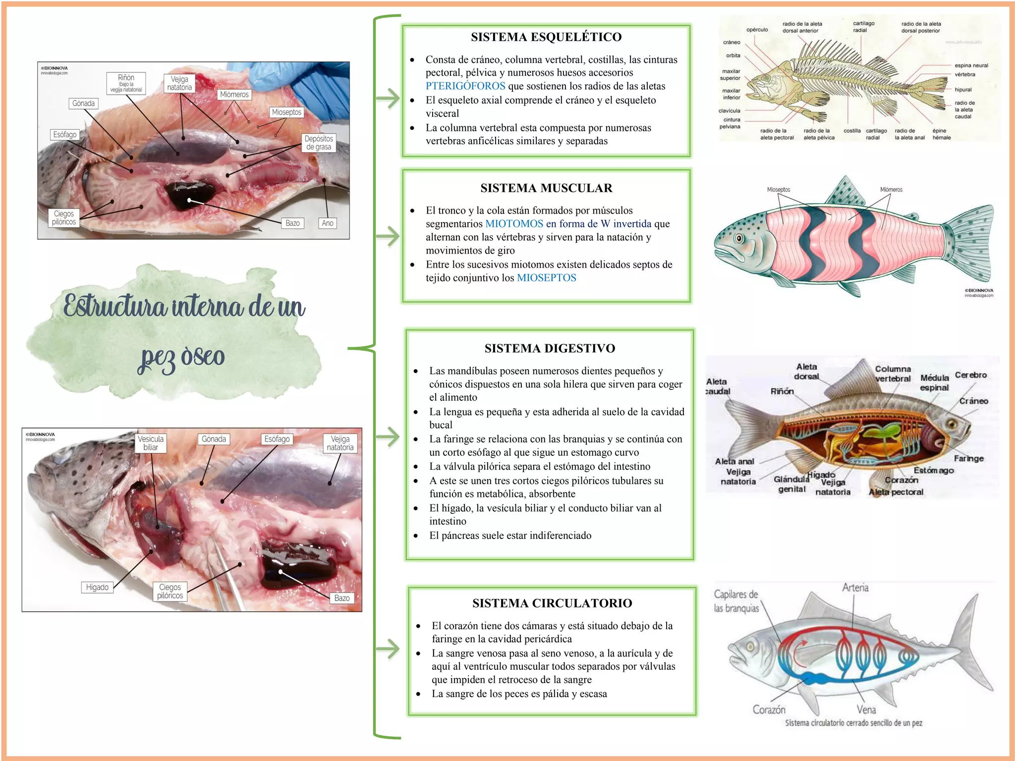 Peces cartilaginosos y oseos | PDF