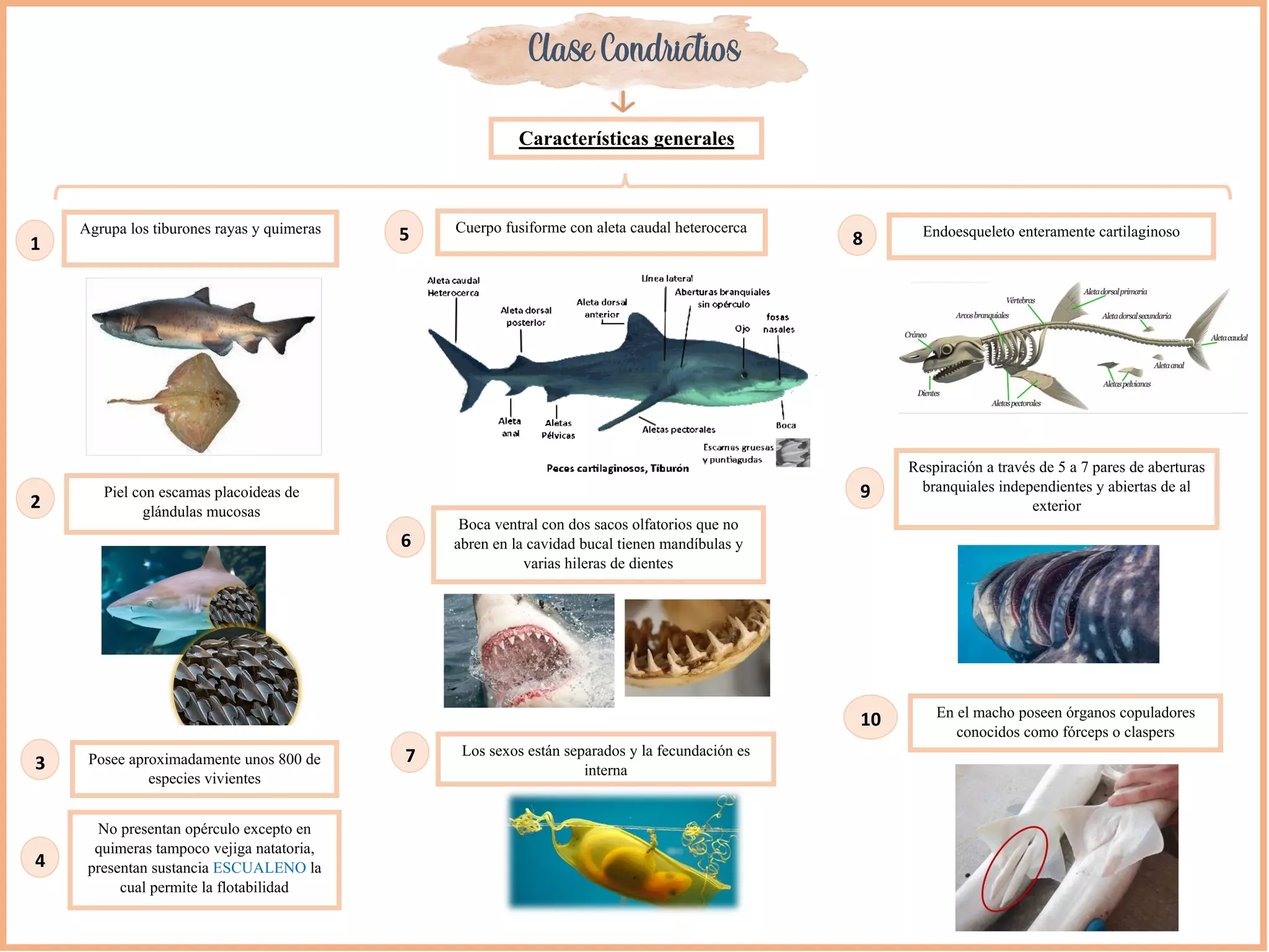 Peces cartilaginosos y oseos | PDF