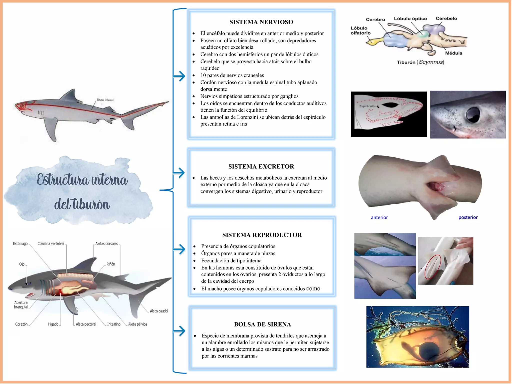 Peces cartilaginosos y oseos | PDF