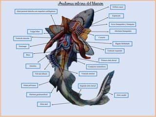 Peces cartilaginosos y oseos | PDF
