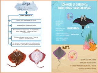 Peces cartilaginosos y oseos | PDF