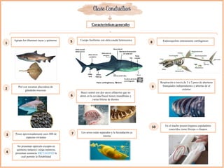 Peces cartilaginosos y oseos | PPT