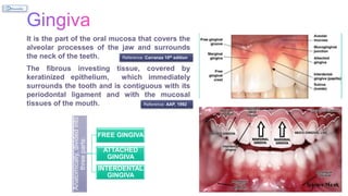 Attached Gingiva.pptx