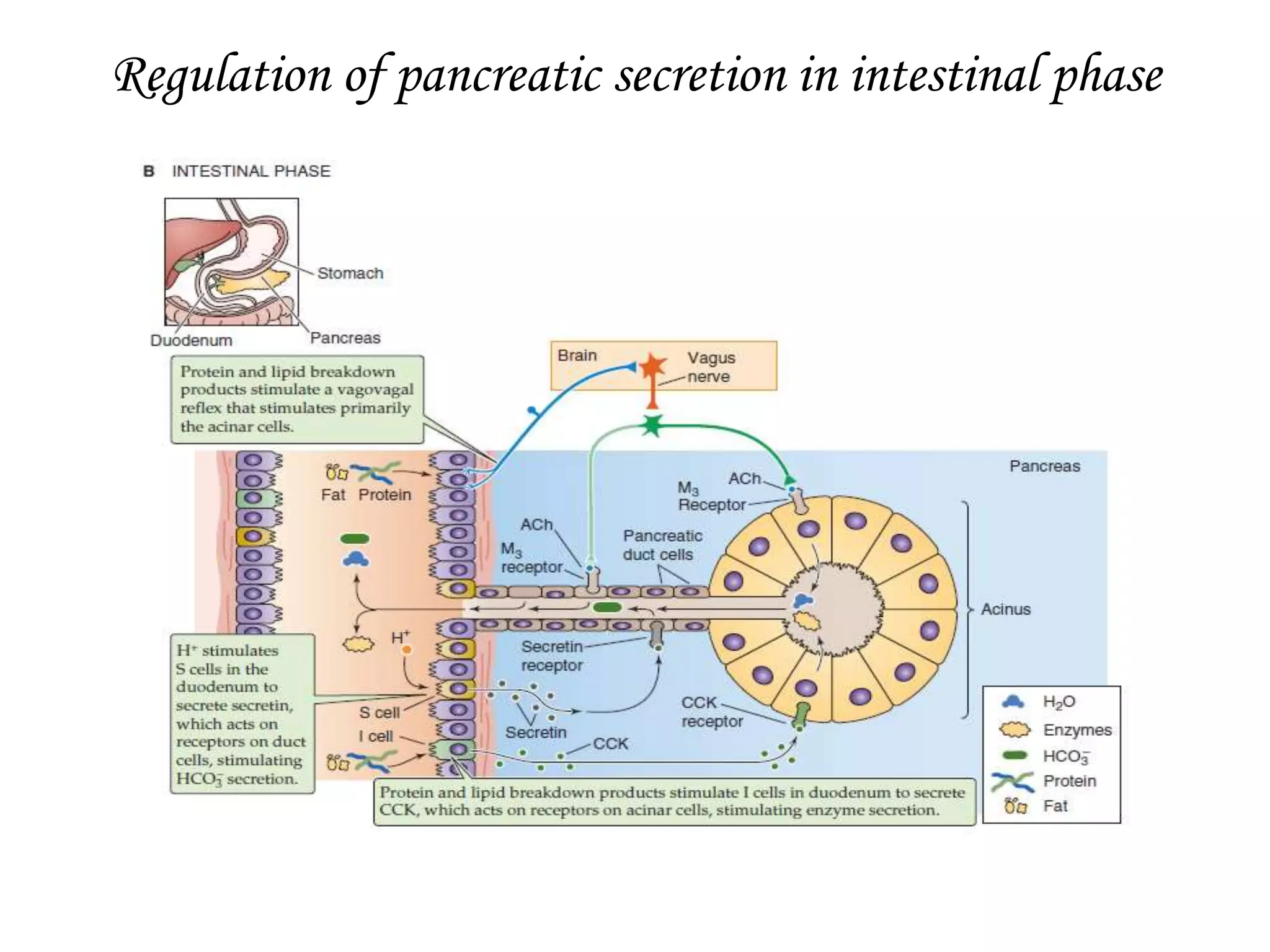 7. pancr secr.ppt