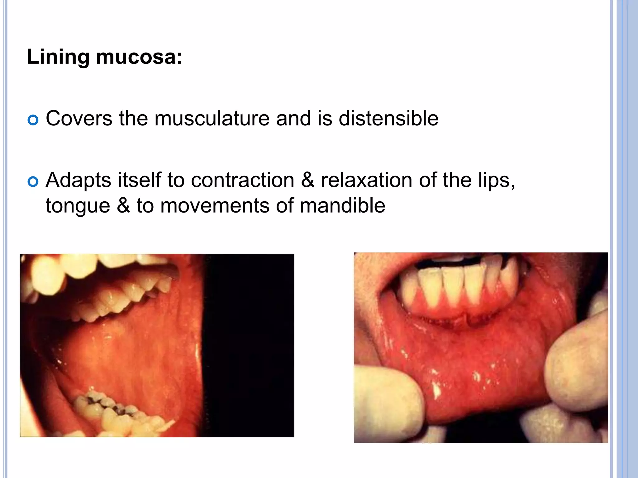 7 Oral Mucosapptx