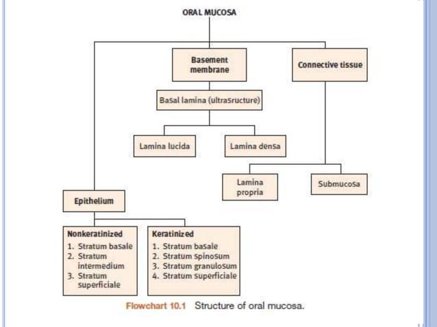 7. Oral mucosa.pptx