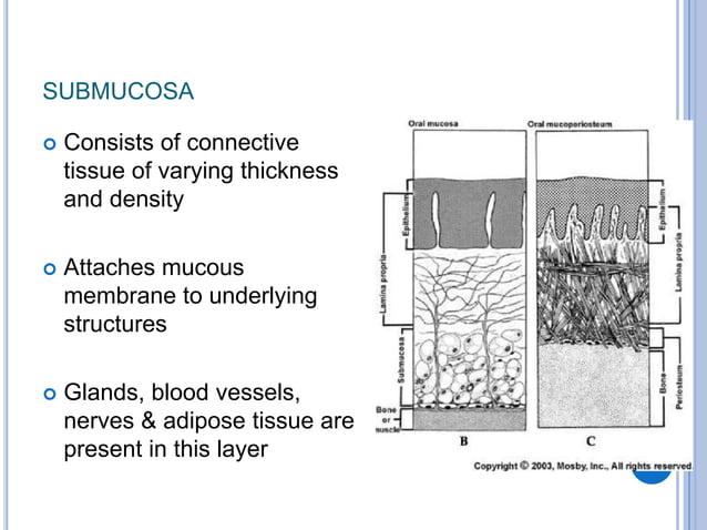 7. Oral mucosa.pptx