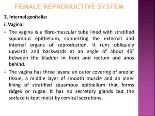 7. Male and Female reproductive system.pptx