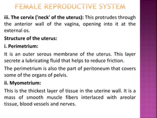 7. Male and Female reproductive system.pptx
