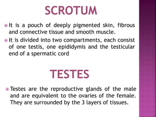 7. Male and Female reproductive system.pptx