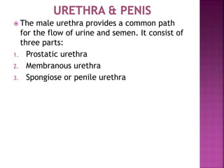 7. Male and Female reproductive system.pptx