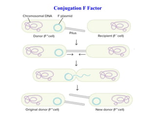 7. Bacterial Recombination Part 3.pptx