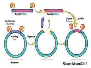 7. recombinant DNA.pptx
