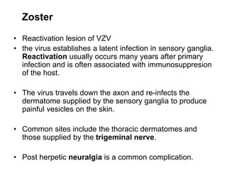 7. herpersvirus VCV.ppt