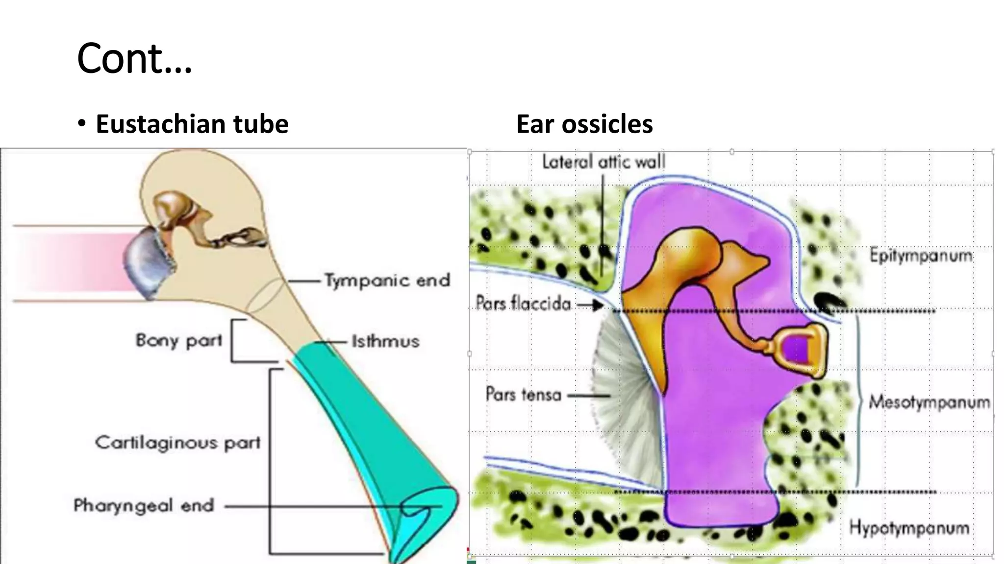 7. TYMPAMOPLASTY, OCR, STAPEDOTOMY PRESENTATION.pptx