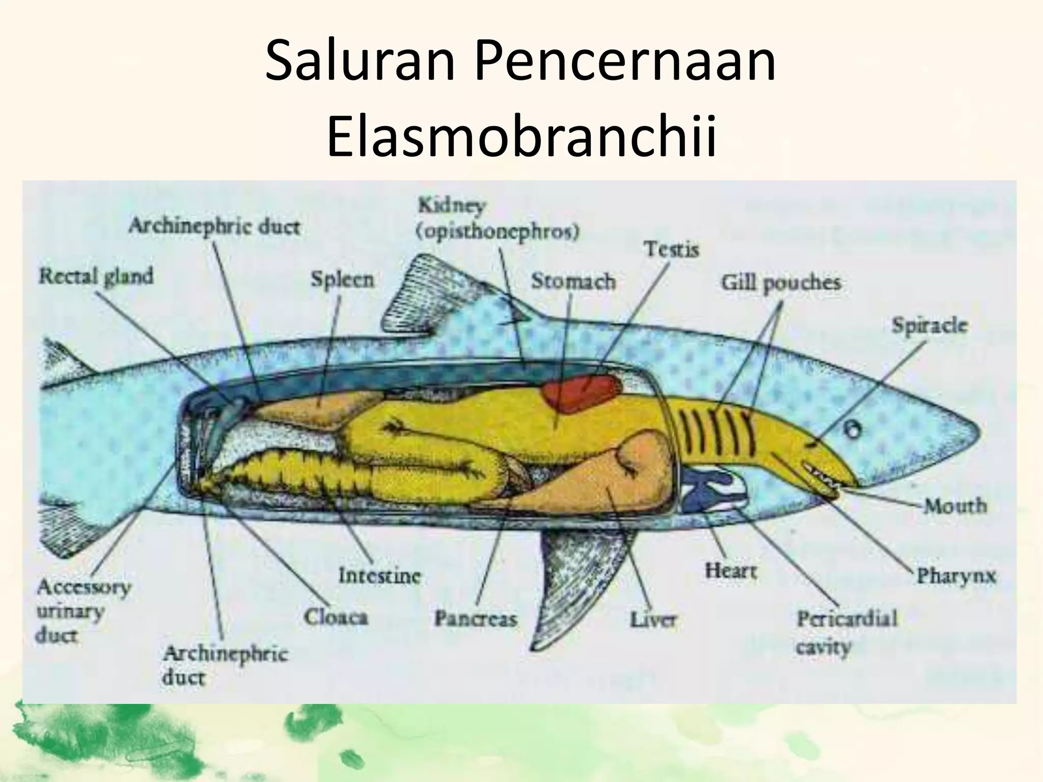 7. Sistem Pencernaan Ikan.ppt