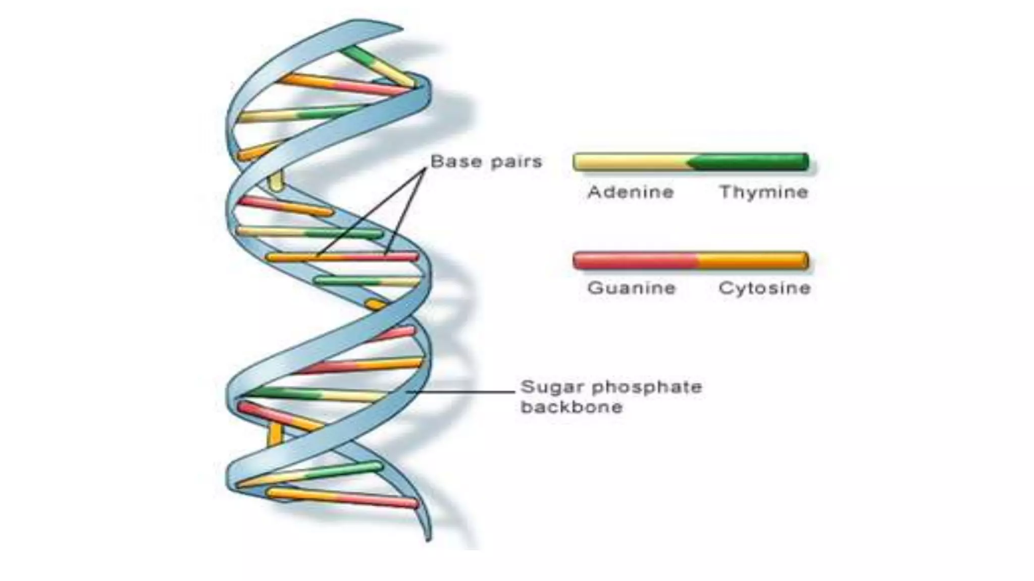 Biological Macromolecules.pptx