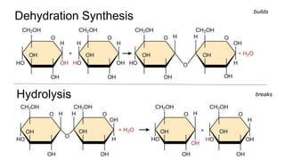 Biological Macromolecules.pptx