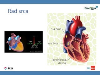 7.1._optjecajni_sustav_zivotinja_i_covjeka (1).pptx